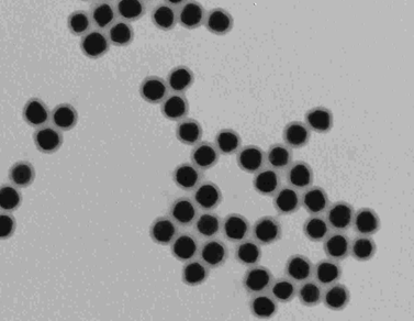 Silica Coated Gold Nanoparticles - Nanopartz™