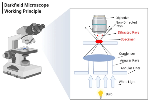 Gold Nanoparticle for Darkfield Imaging | High-Resolution Imaging ...