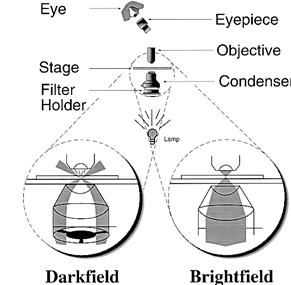 Nanopartz Imaging Darkfield